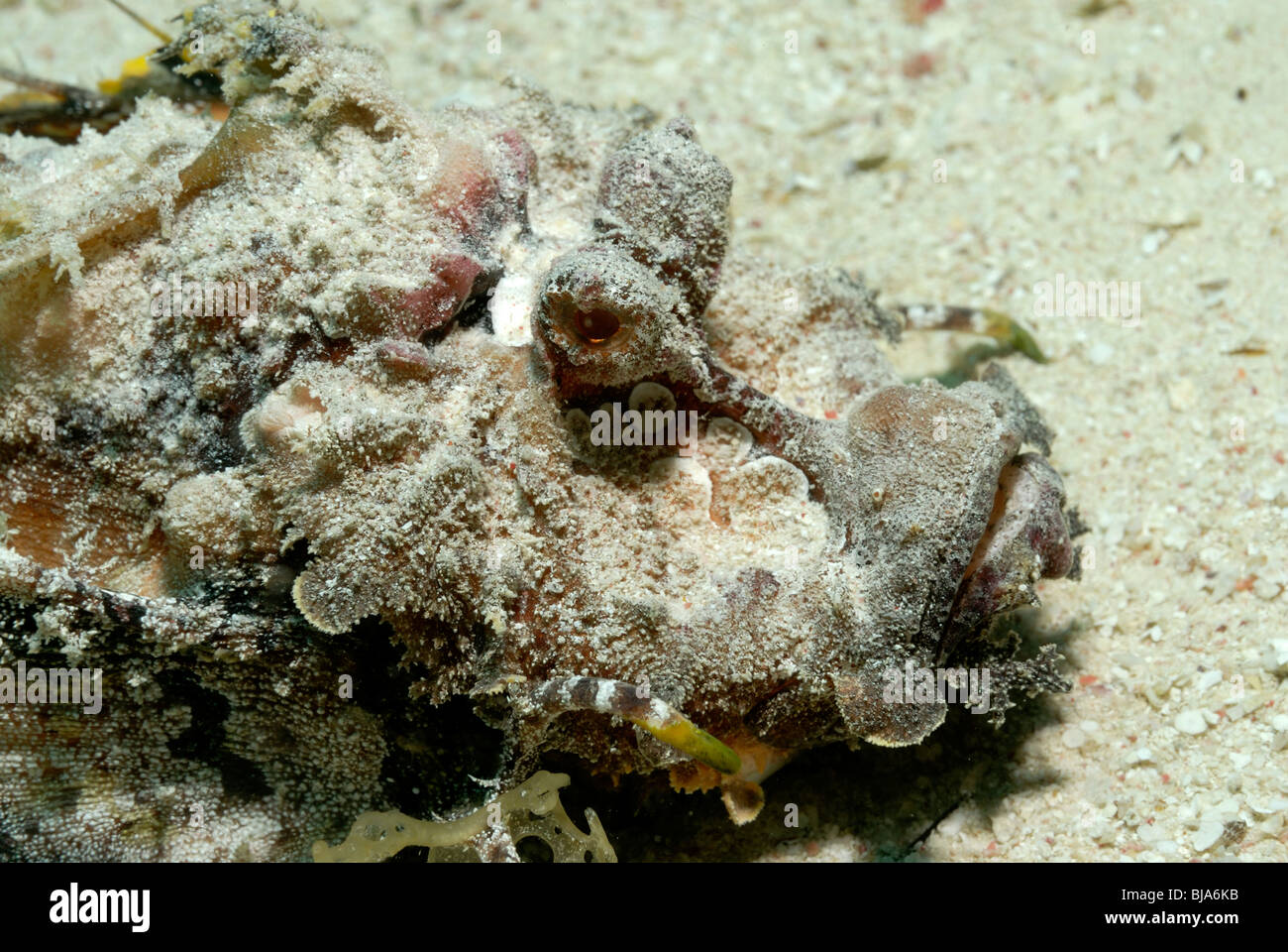 Stonefish feet Banque de photographies et d’images à haute résolution ...