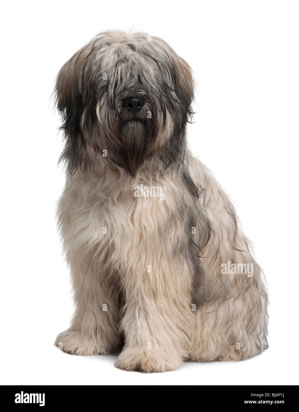 Catalan sheepdog Banque de photographies et d’images à haute résolution ...