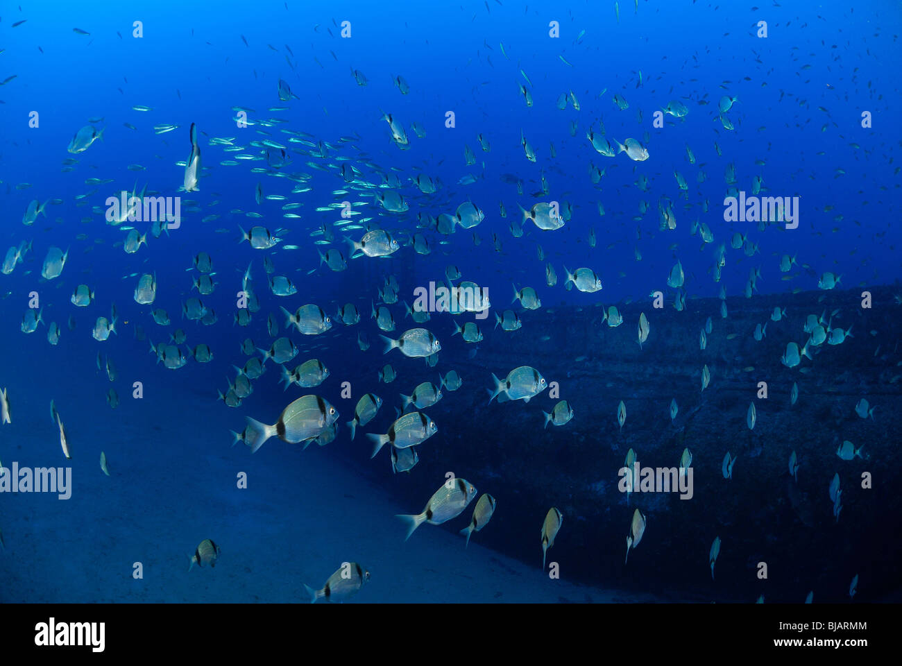 Rubis submarine Banque de photographies et d’images à haute résolution ...