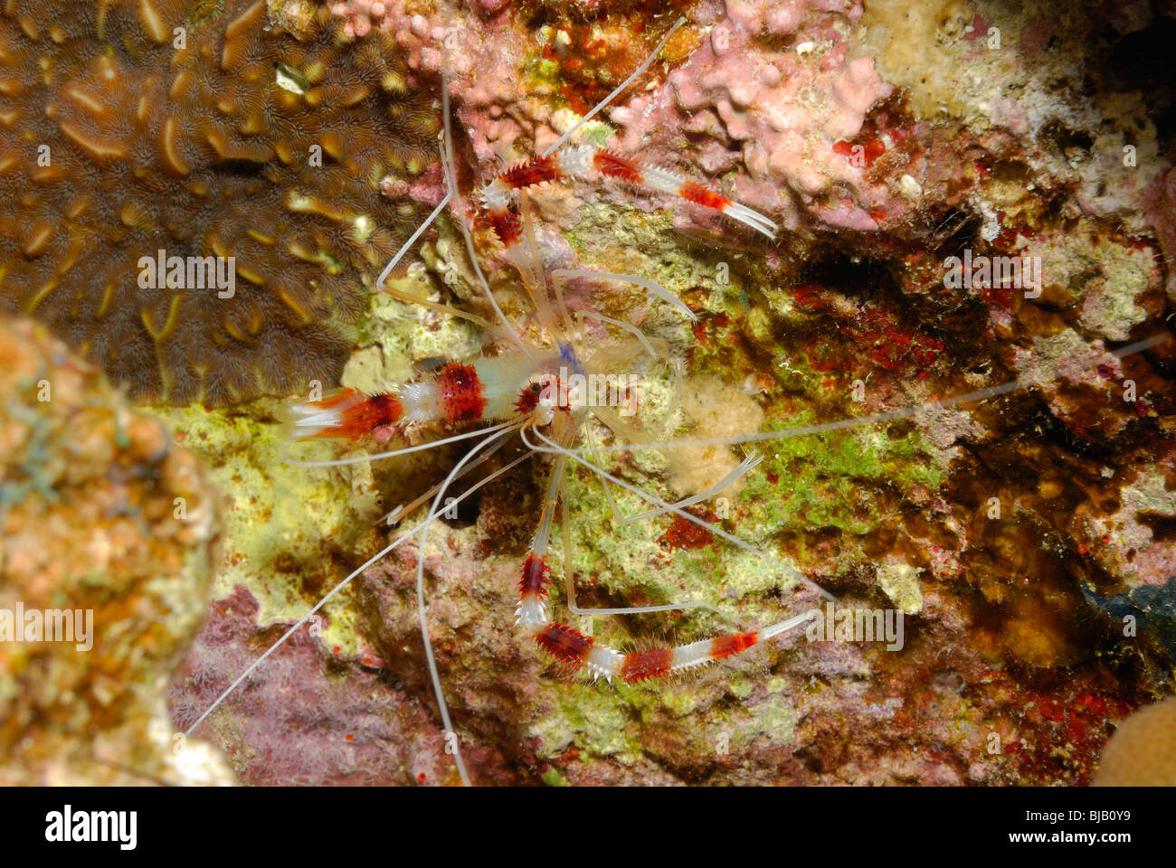 Crevette plus propre dans la mer rouge Banque de photographies et d ...