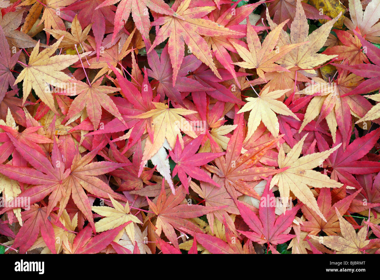 érable japonais Banque de photographies et d’images à haute résolution ...