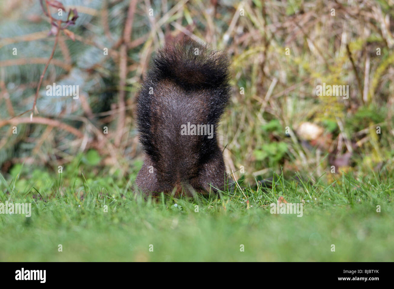 L'Écureuil roux (Sciurus vulgaris), vue arrière de la queue tenue ...