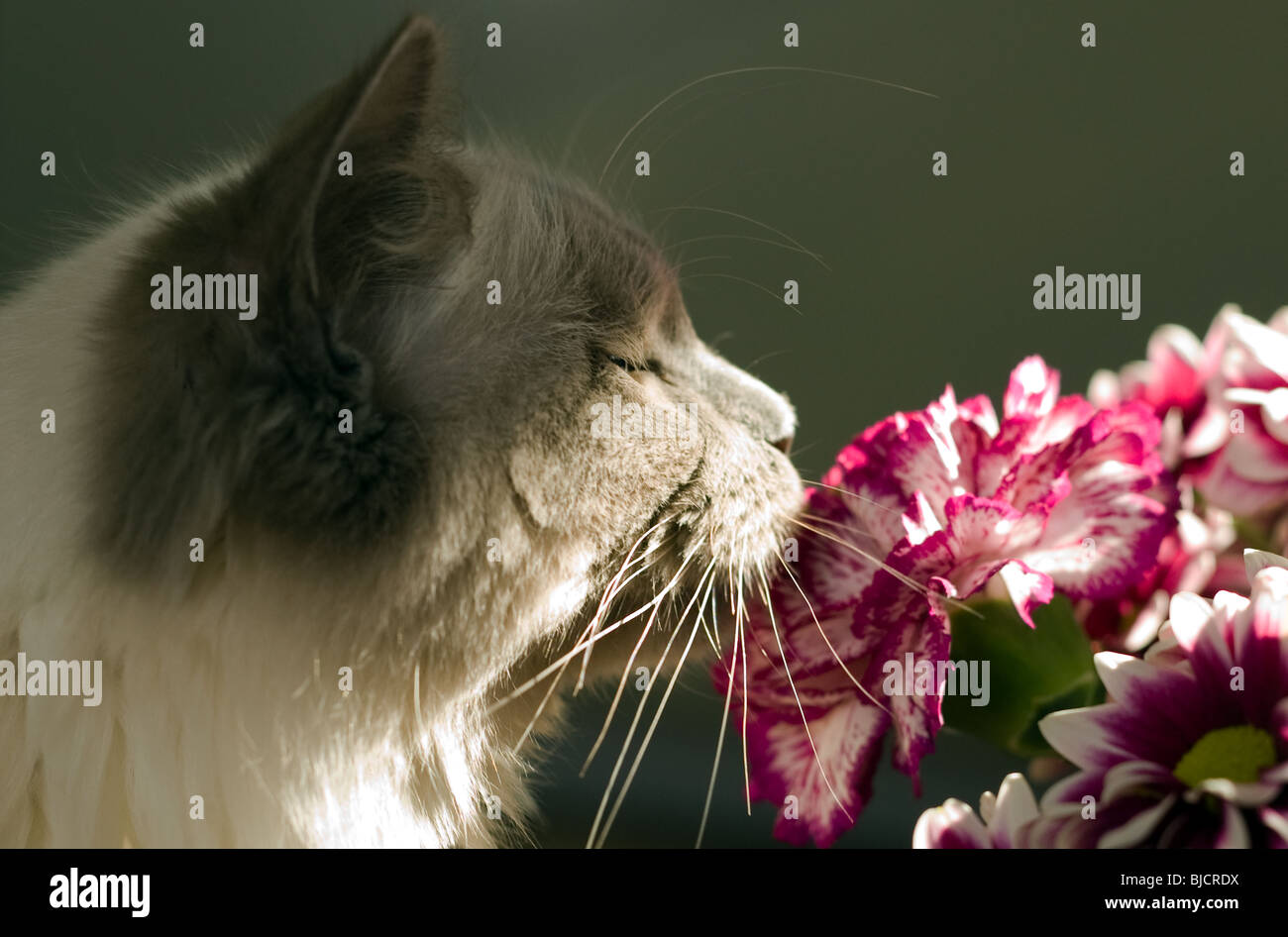 Fleurs de chat Banque de photographies et d’images à haute résolution ...