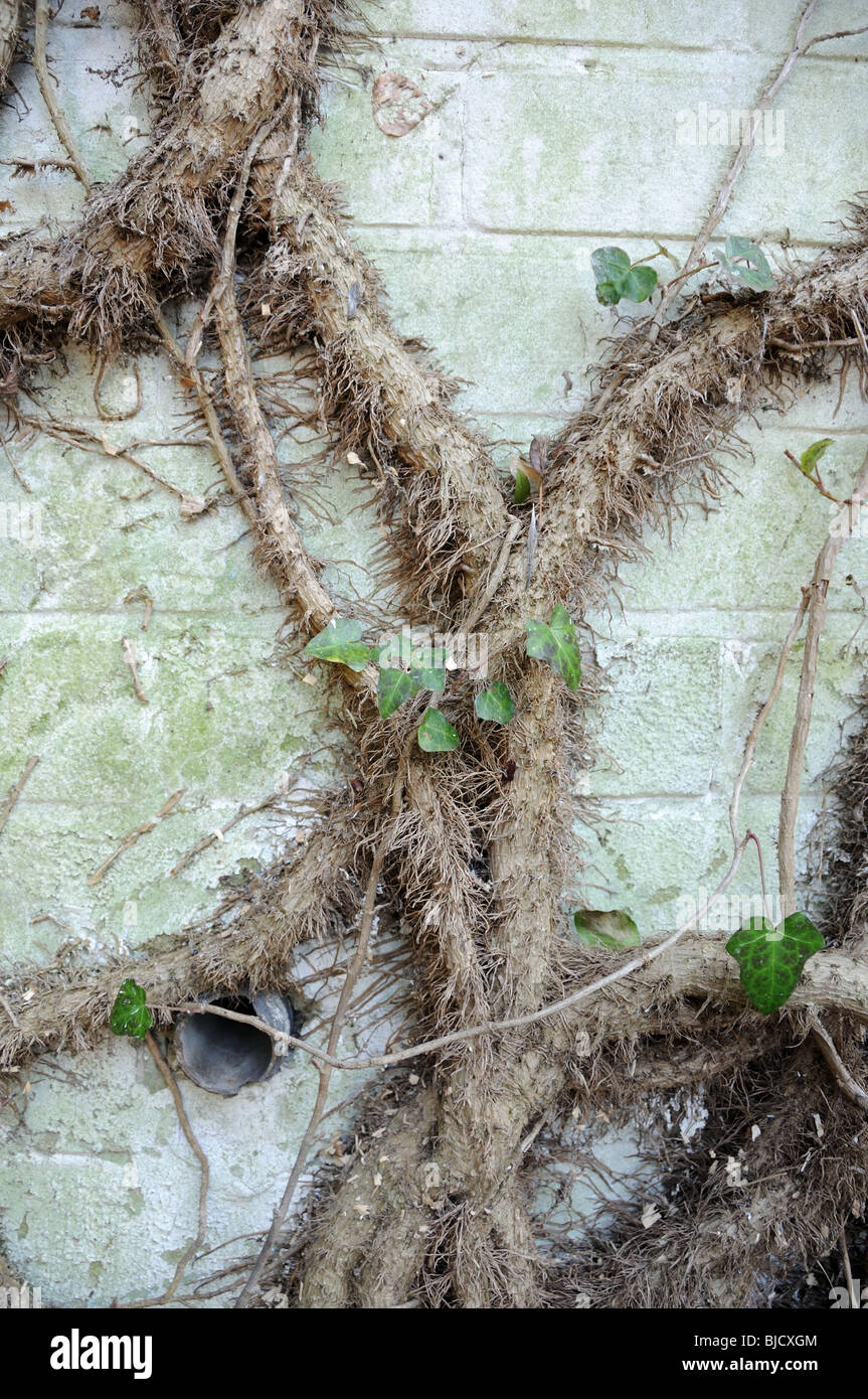 Racines aériennes à Banque de photographies et d’images à haute ...