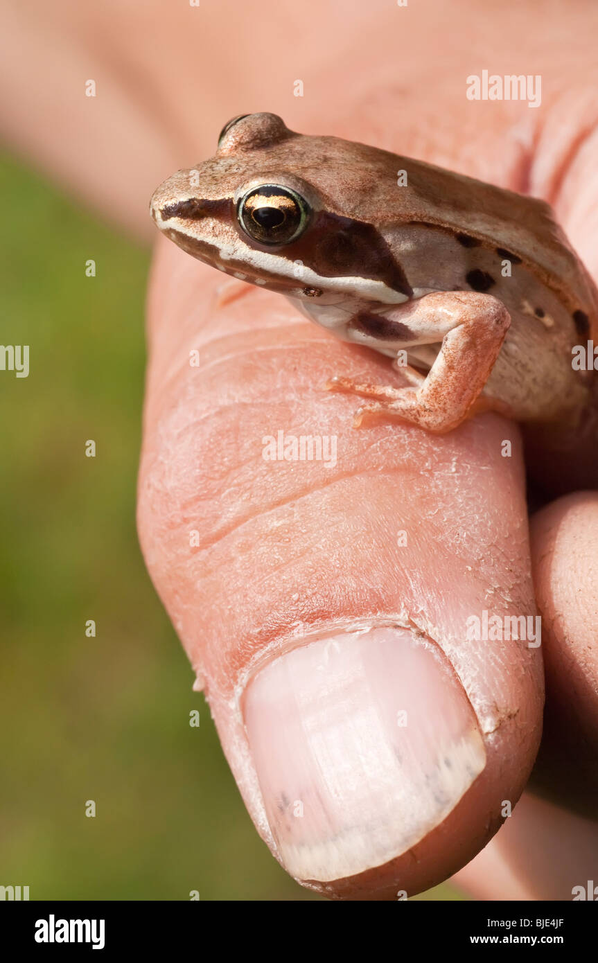 La grenouille des bois (Rana sylvatica), se retrouve dans toute l ...