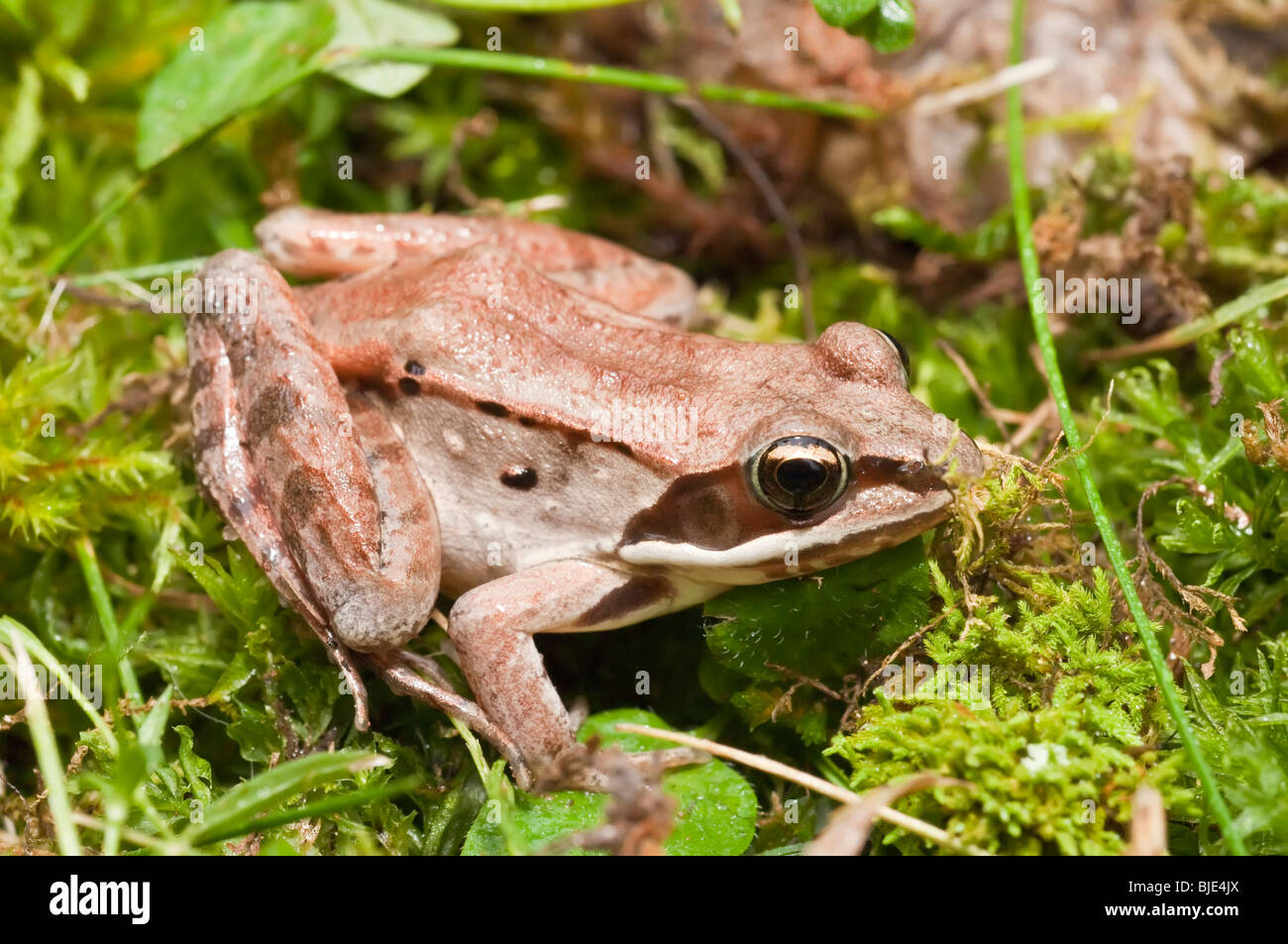 La grenouille des bois (Rana sylvatica), se retrouve dans toute l ...