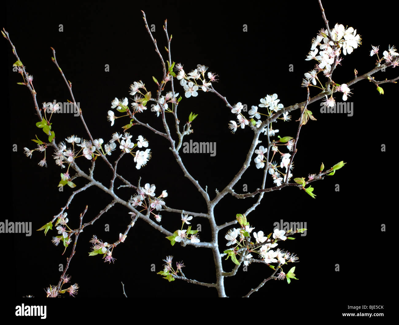 Prunus angustifolia Banque de photographies et d’images à haute ...