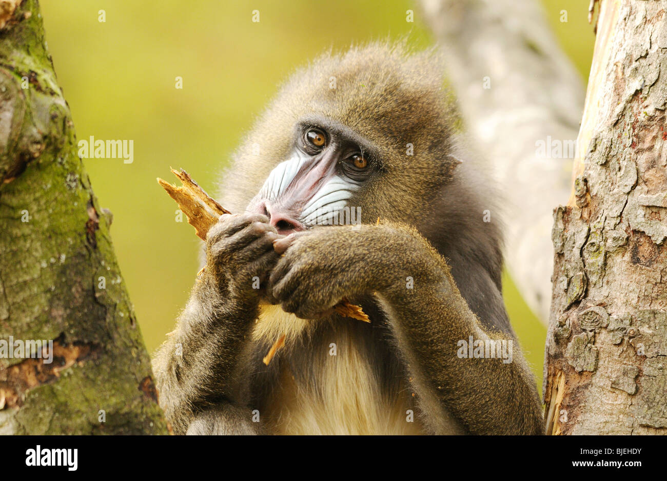 Mandrill mandrillus sphinx eating Banque de photographies et d’images à ...