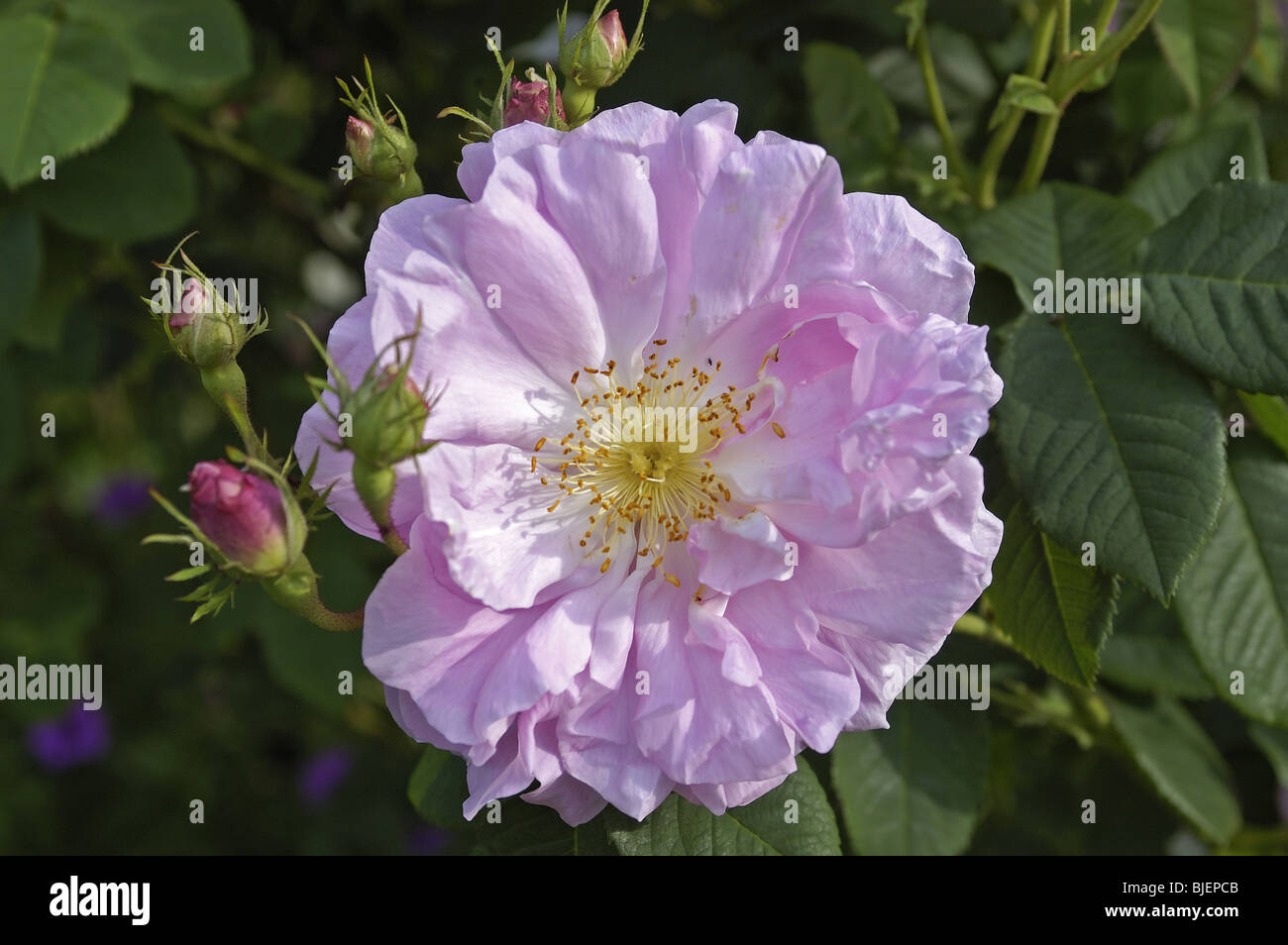Rose de damas Banque de photographies et d’images à haute résolution ...