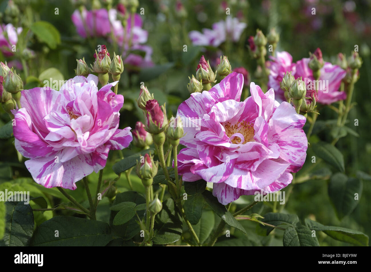 Rosa gallica versicolor Banque de photographies et d’images à haute ...