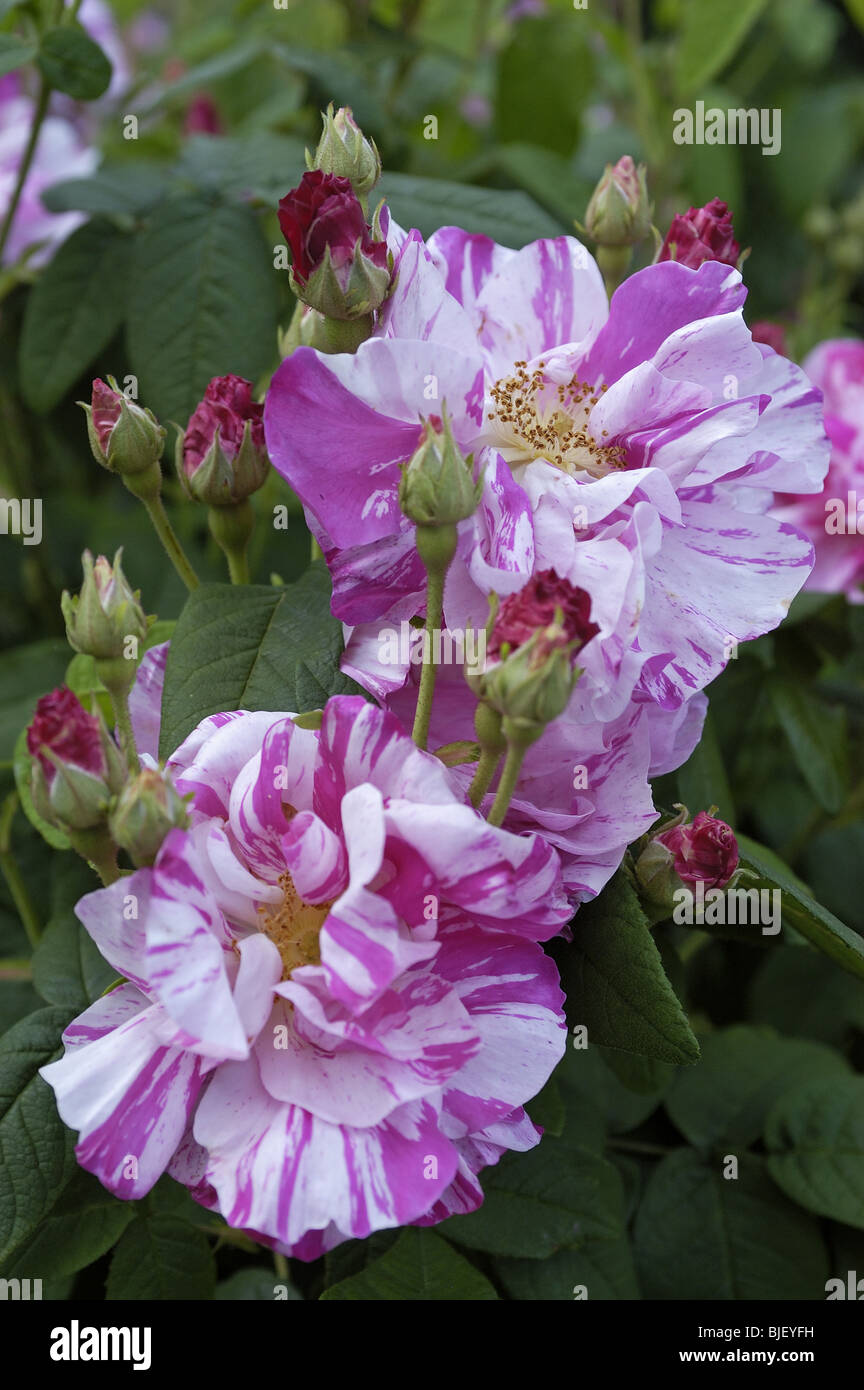 Rosa gallica versicolor Banque de photographies et d’images à haute ...