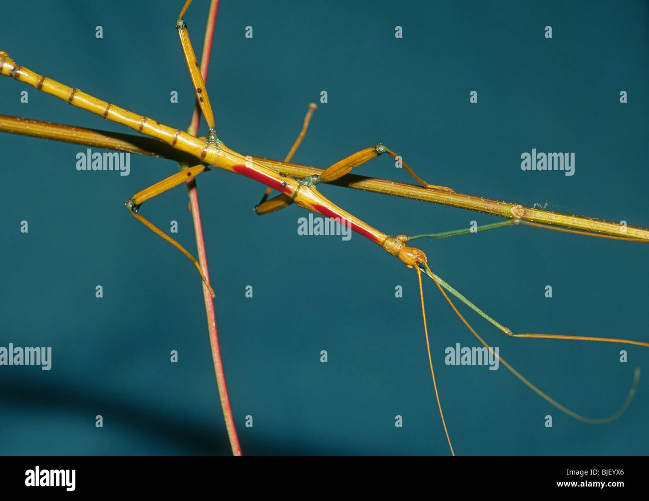 Un insecte géant bâton de marche Photo Stock - Alamy