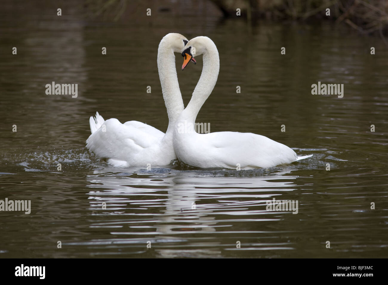 Affichage de la parade nuage cygne muet Banque de photographies et d’images à haute résolution ...