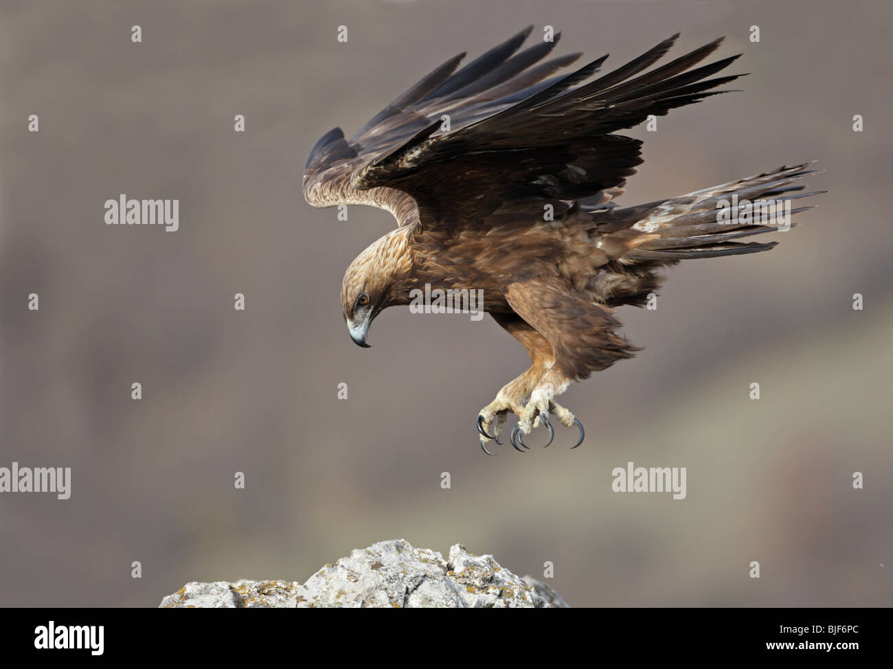 Aigle royal en vol Banque de photographies et d’images à haute ...