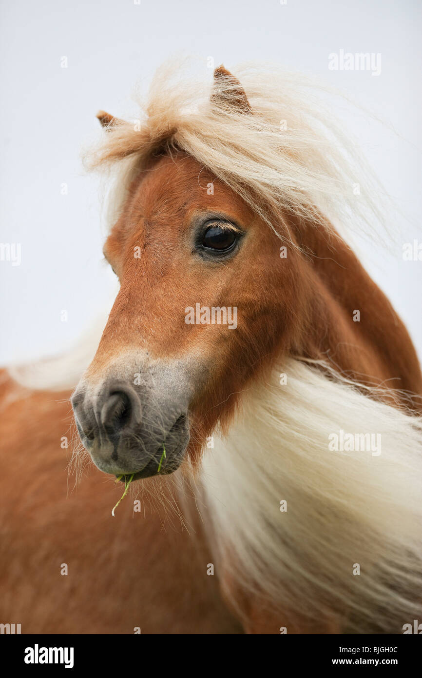 Falabella cheval miniature portrait Photo Stock - Alamy