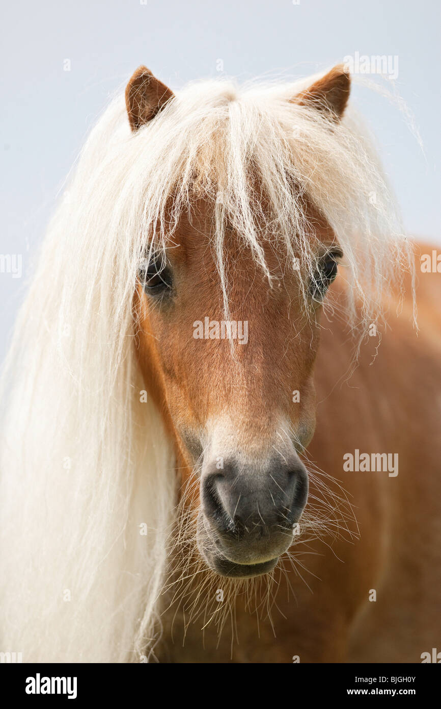 Falabella cheval miniature portrait Photo Stock - Alamy