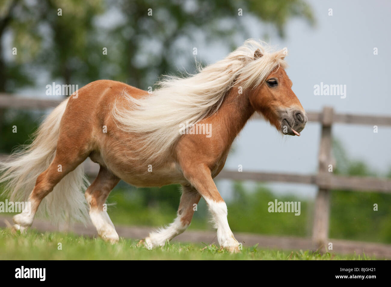 Falabella cheval miniature trotting meadow Photo Stock - Alamy
