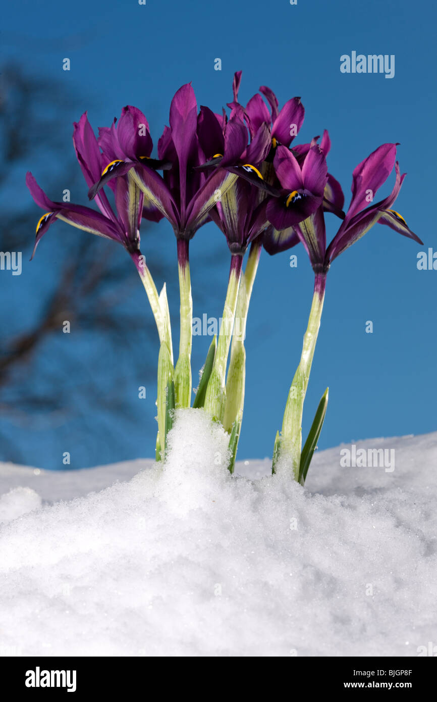 Iris george Banque de photographies et d’images à haute résolution - Alamy