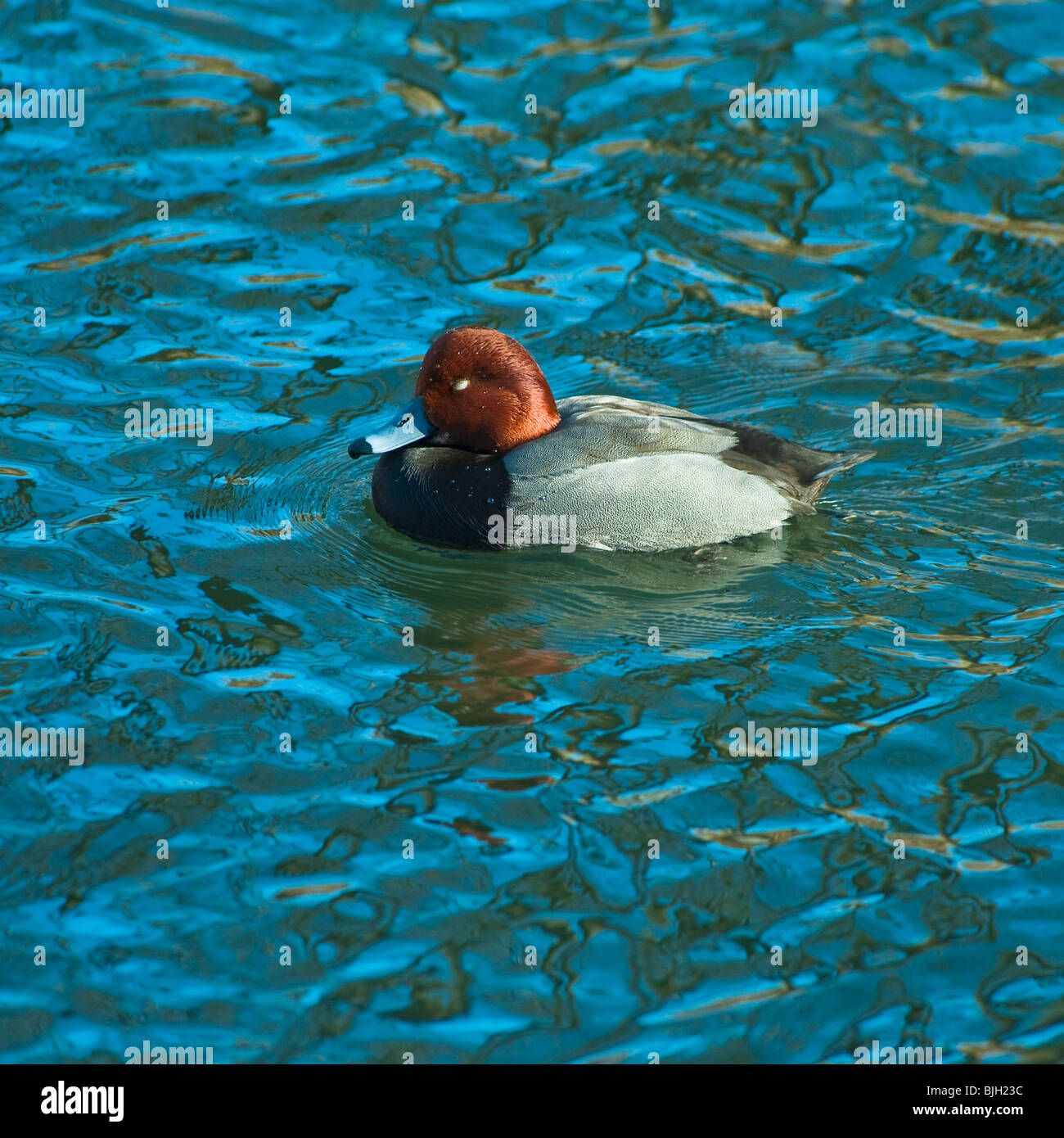 Red head ducks Banque de photographies et d’images à haute résolution ...