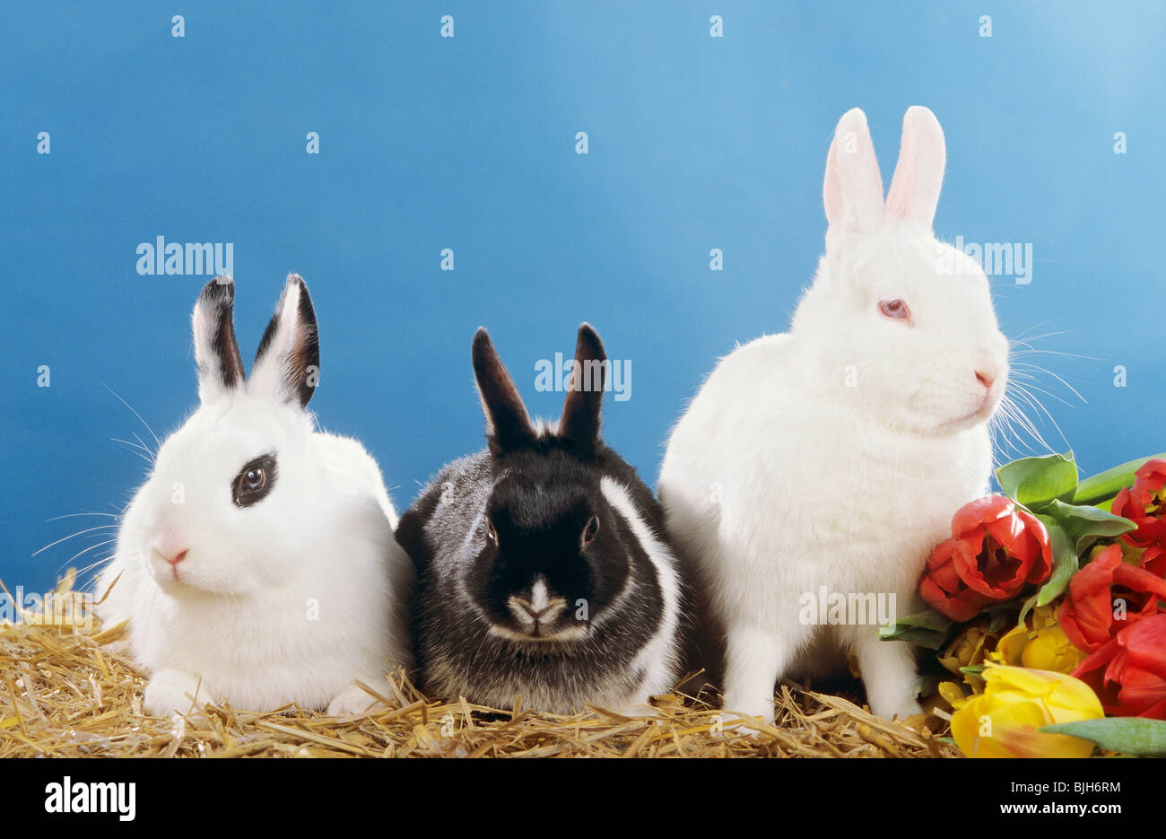 Trois lapins Banque de photographies et d’images à haute résolution - Alamy