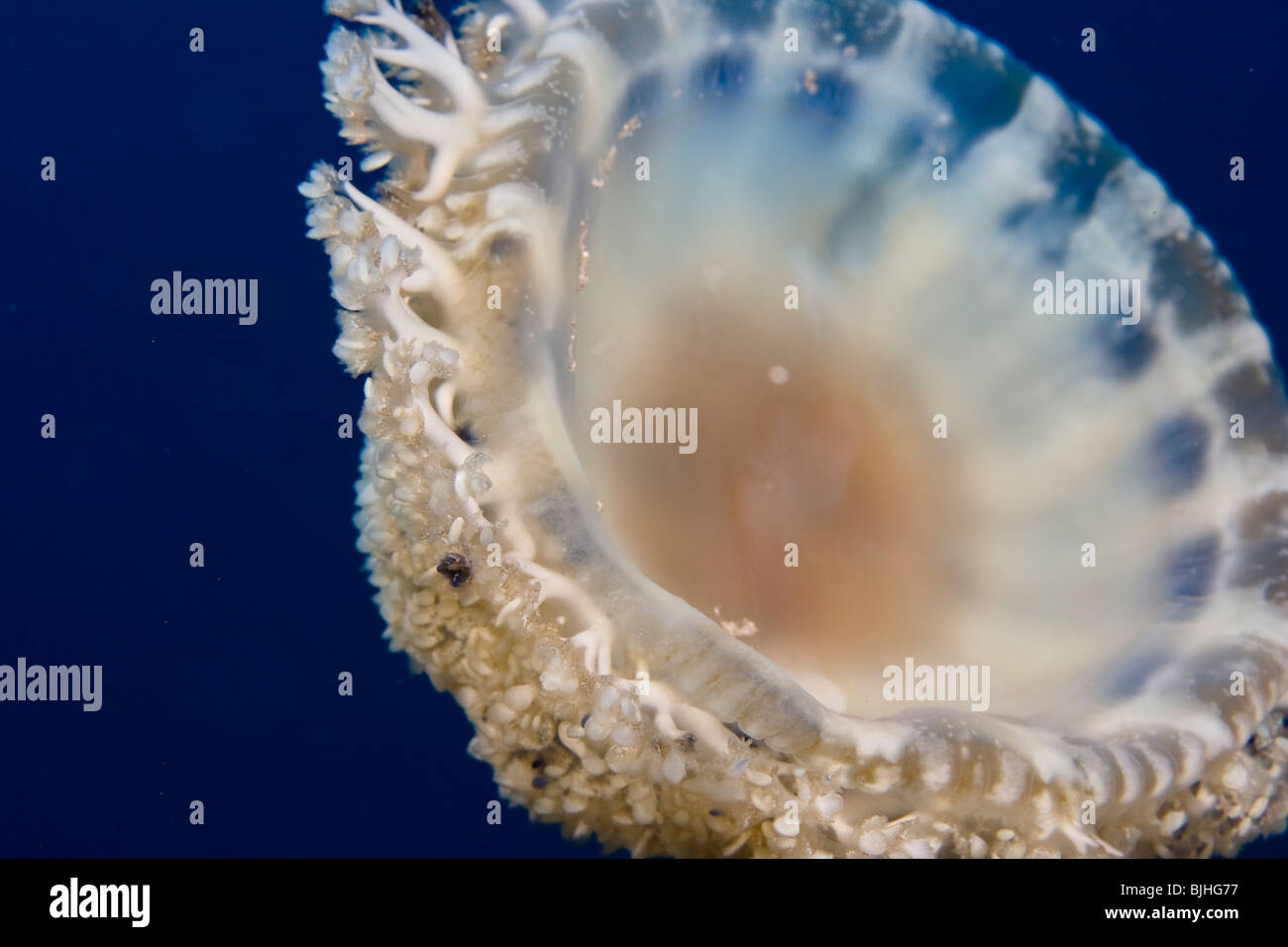 Cassiopea andromeda Banque de photographies et d’images à haute ...