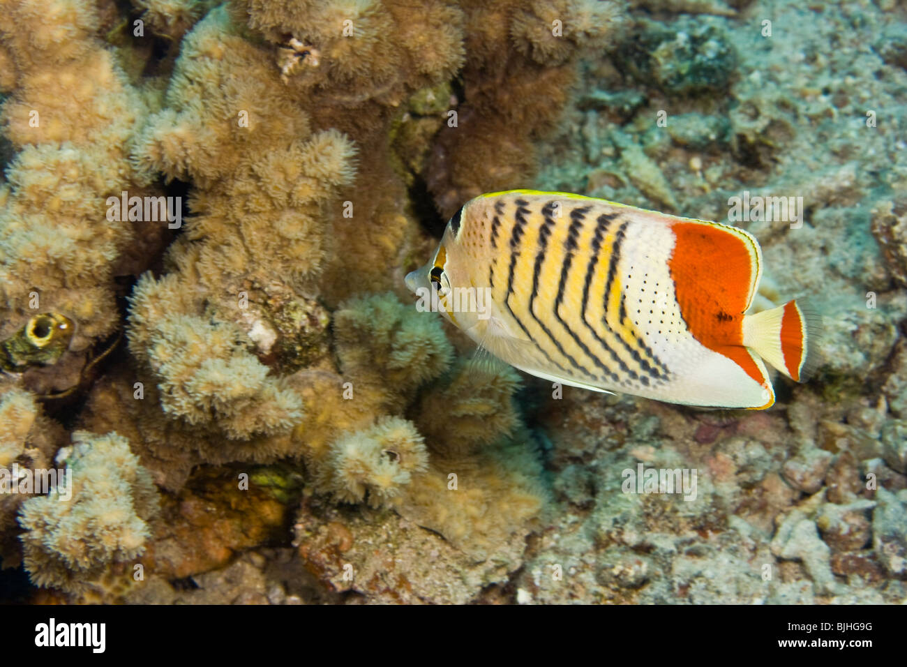 Poisson papillon eritrean de la mer rouge chaetodon paucifasciatus ...
