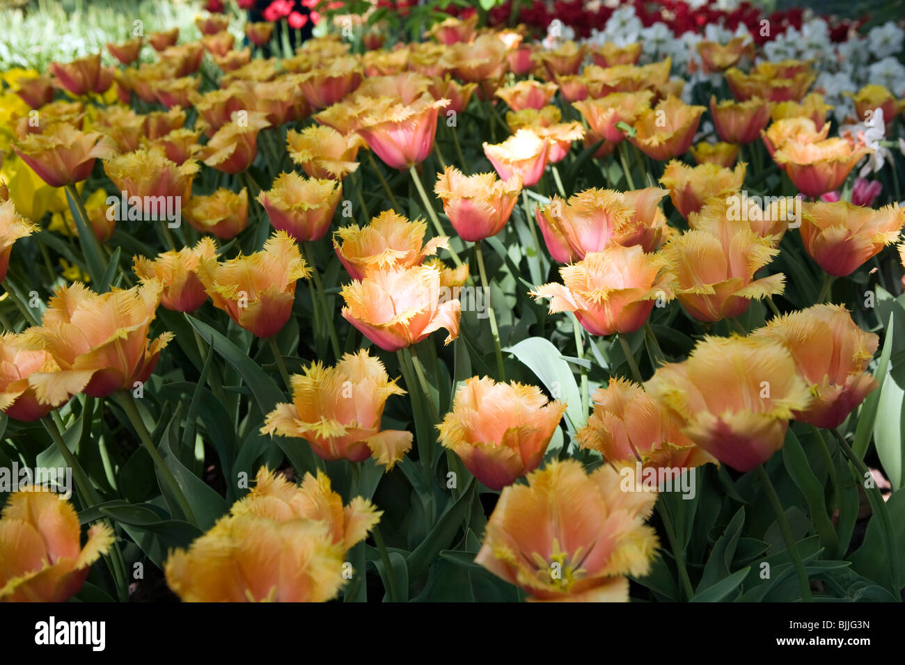 Un lit de tulipes dans la Lambada tulip garden le Keukenhof à Lisse ...