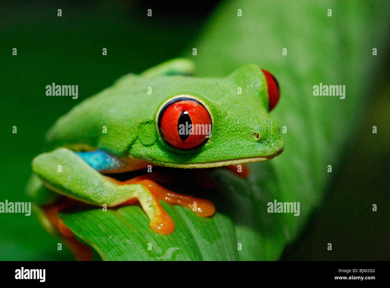 Grenouille arboricole aux yeux rouges (agalychnis callidryas) perché ...