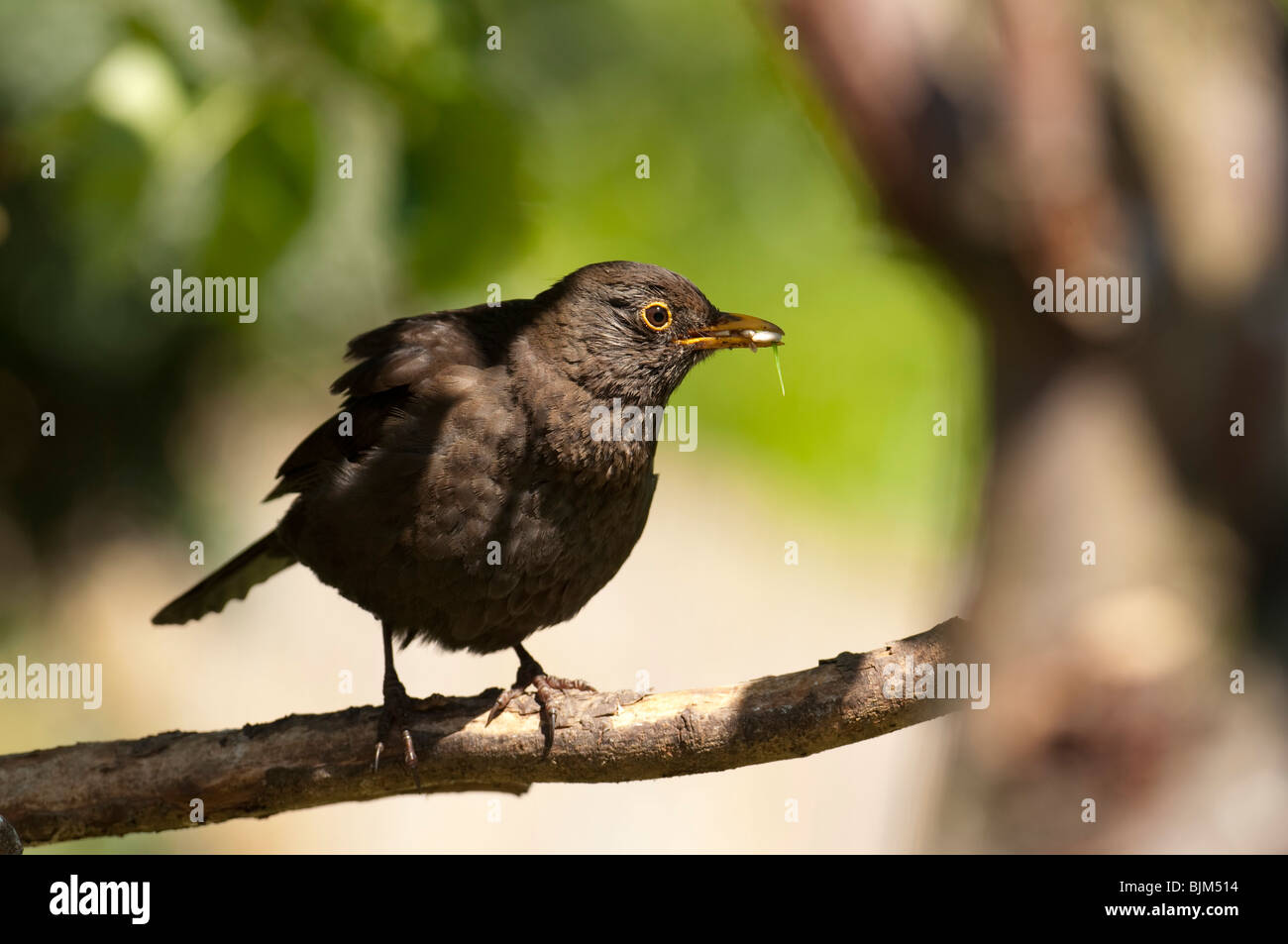 Jeune merle femelle Banque de photographies et d’images à haute ...