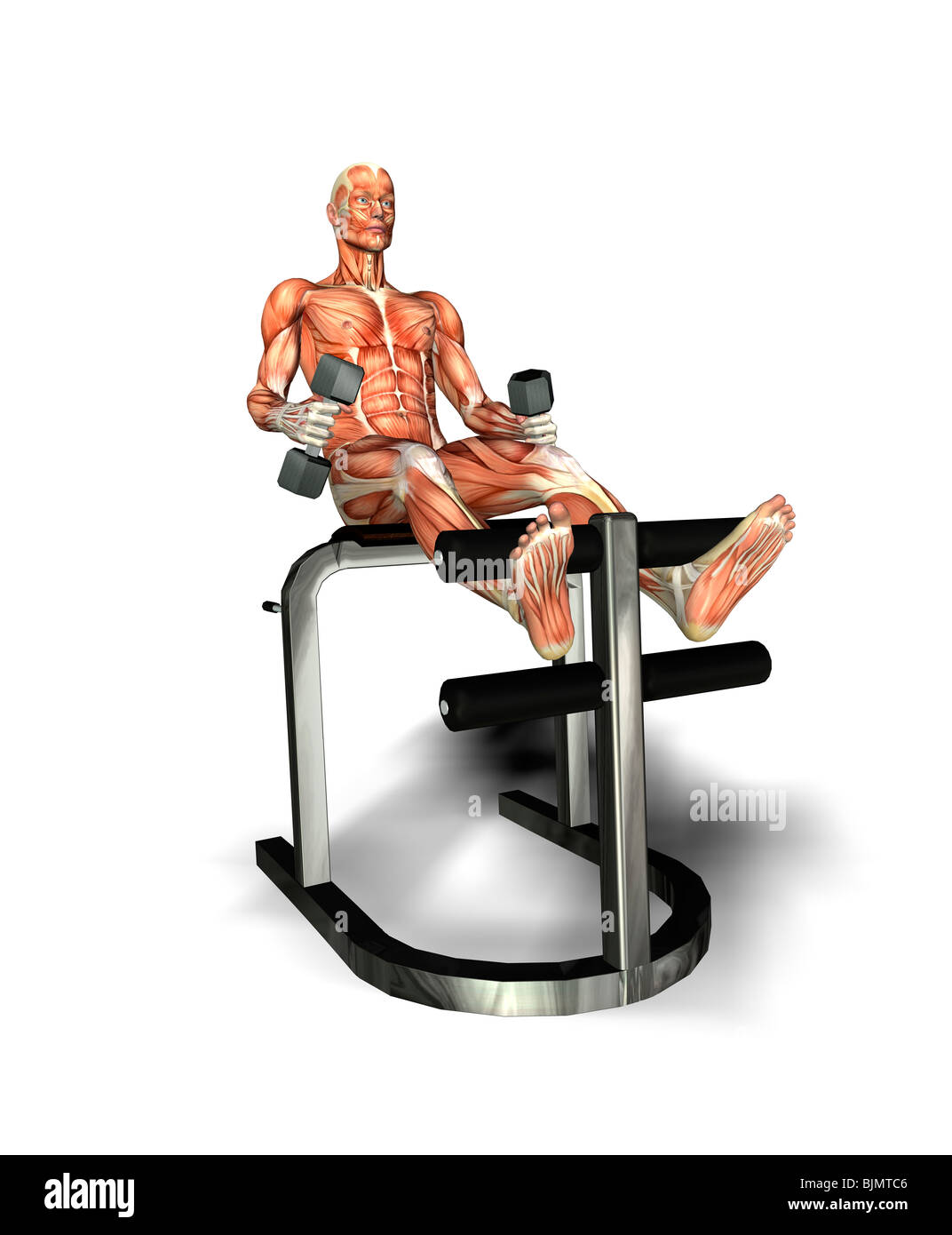 Anatomie des muscles masculins Banque de photographies et d’images à ...