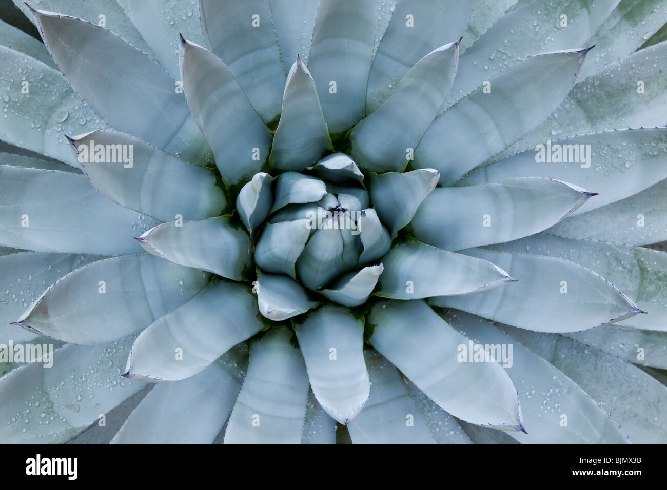 Agave bleu Banque de photographies et d’images à haute résolution - Alamy
