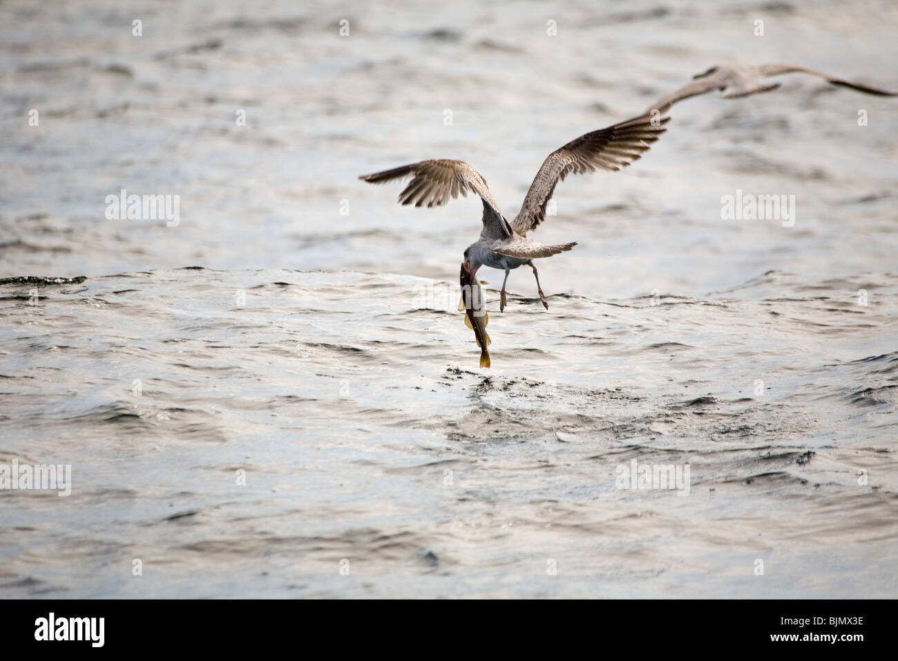 Test de poisson Banque de photographies et d’images à haute résolution ...