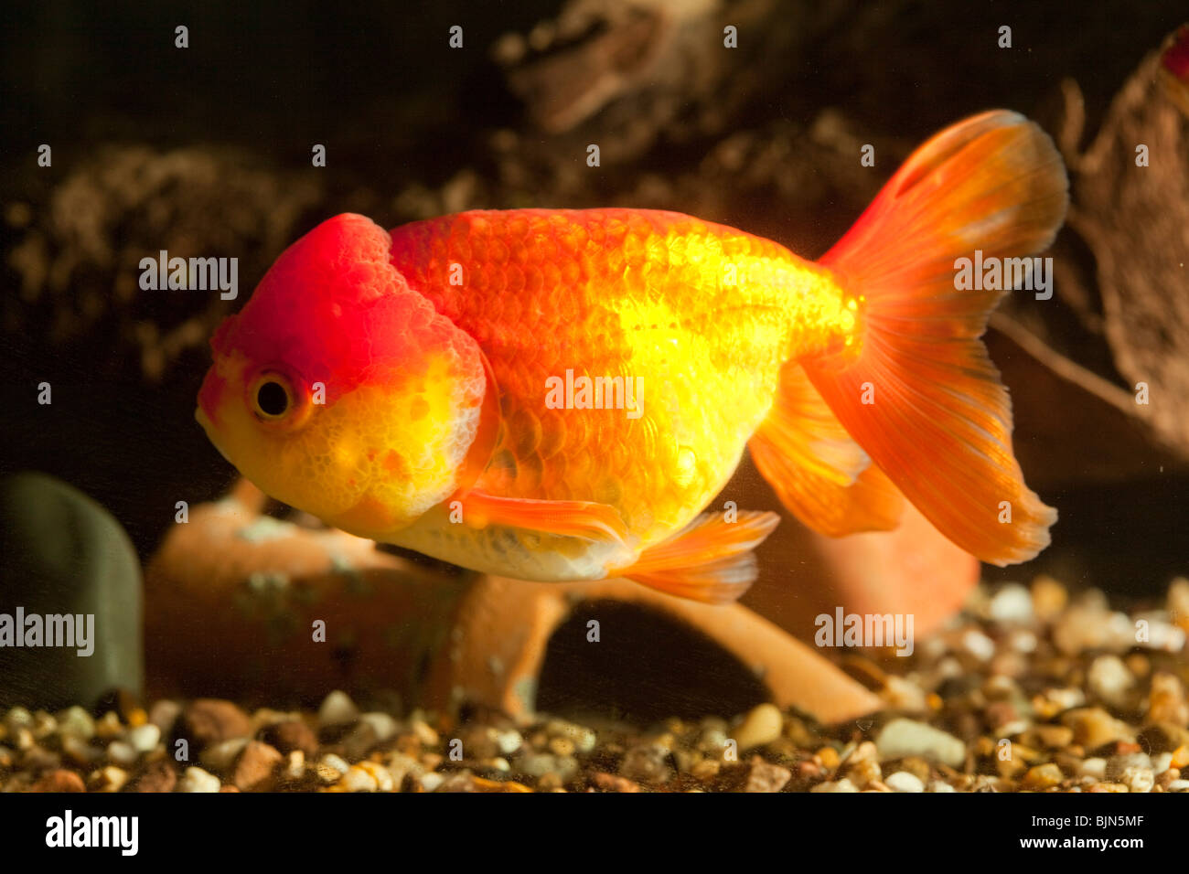 Aquarium de poisson rouge Banque de photographies et d’images à haute ...
