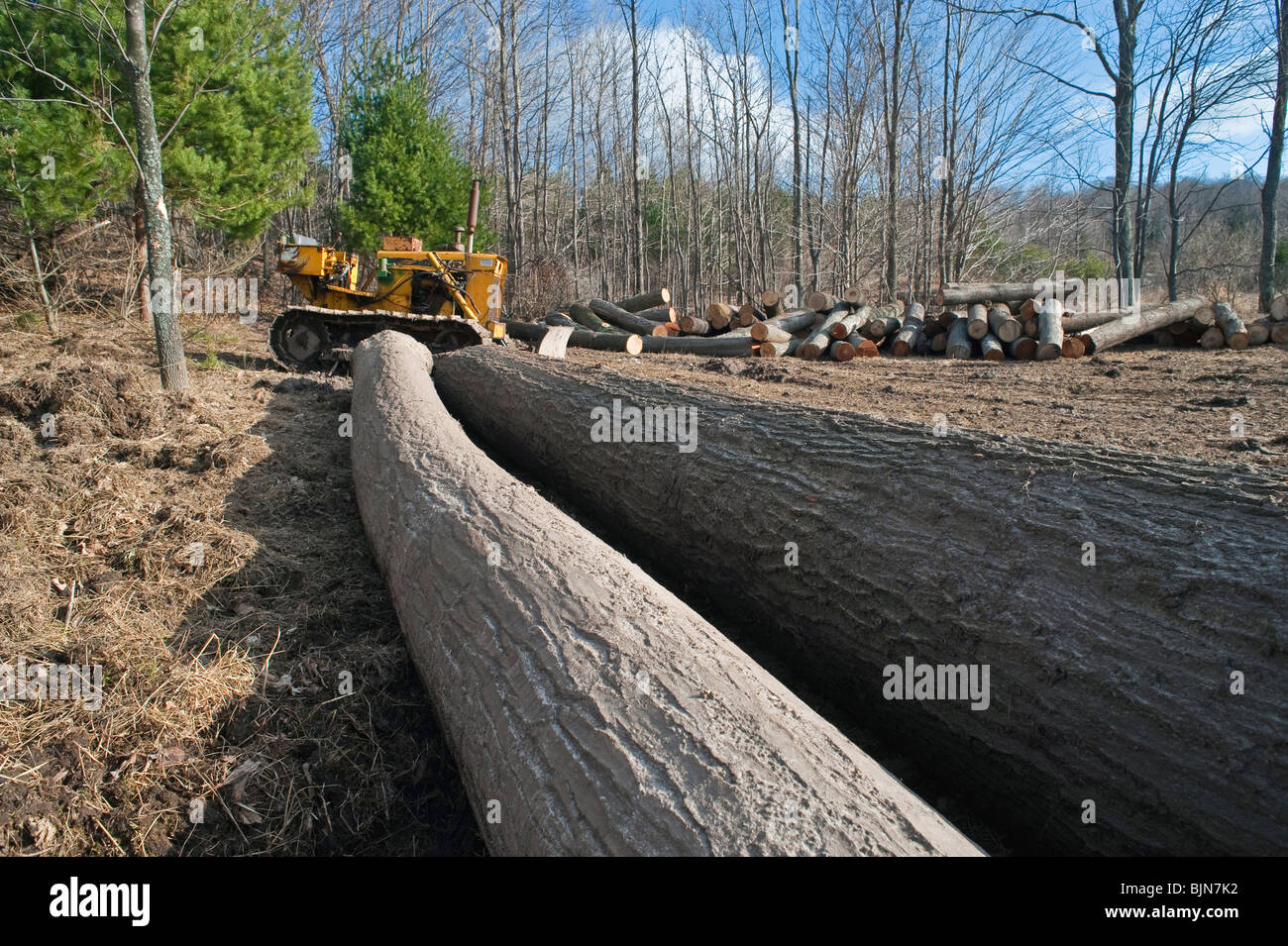 Bulldozer deforestation forest Banque de photographies et d’images à ...
