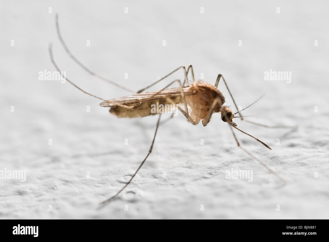 Moustique femelle Banque de photographies et d’images à haute résolution - Alamy