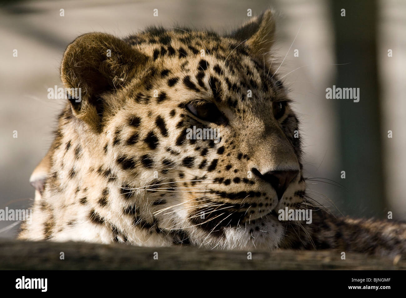 Persian Leopard, alias Panther. Le zoo de Beauval Photo Stock - Alamy