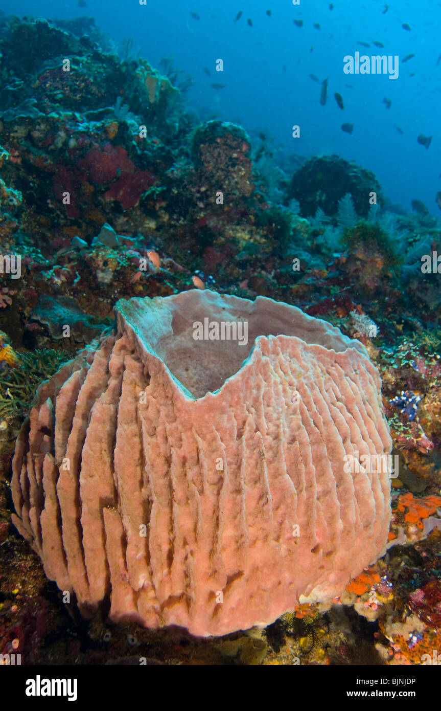 Canon géant, éponge Xestospongia testudinaria, Komodo Island, le Parc ...