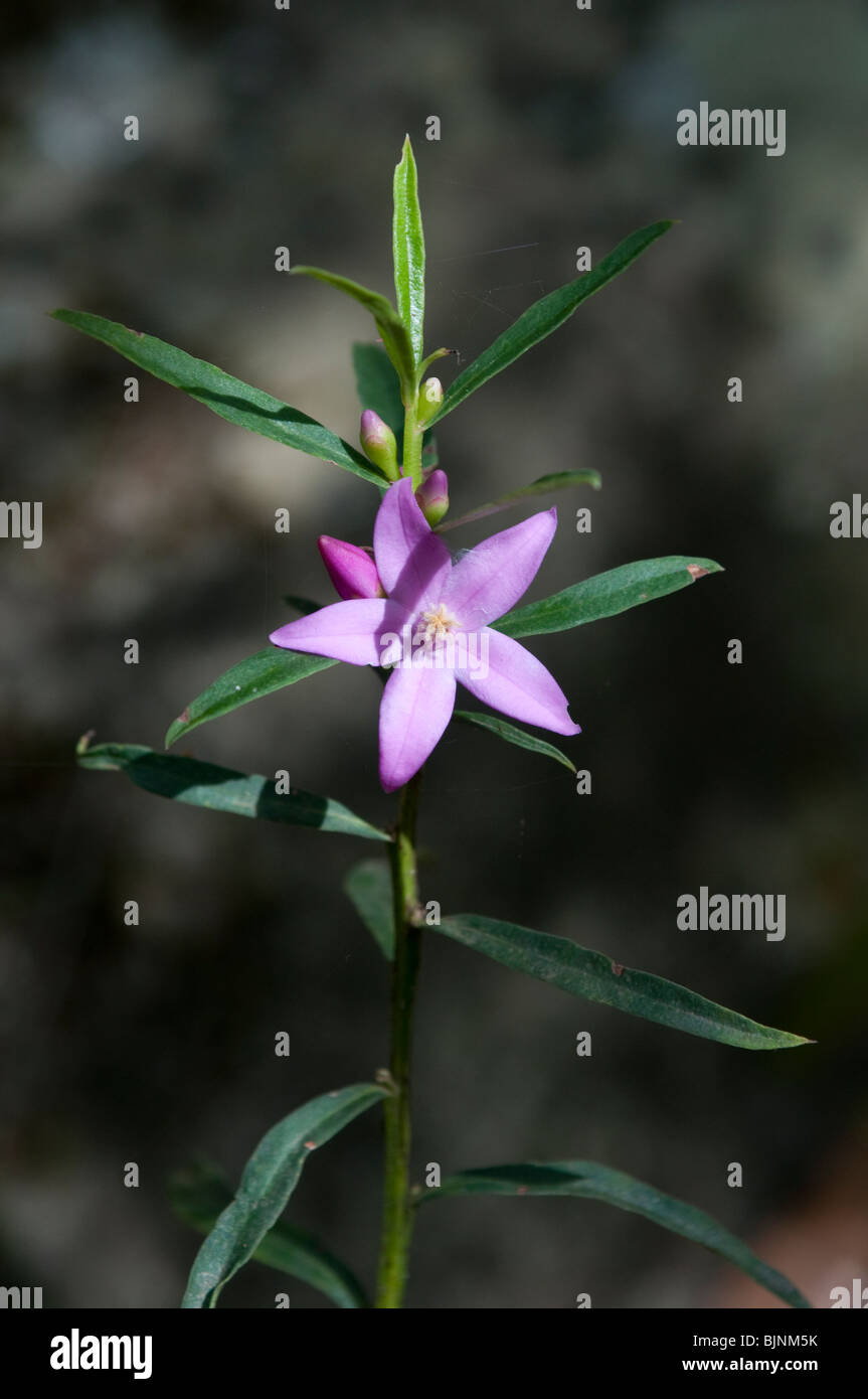 Fleur de roche sauvage Banque de photographies et d’images à haute ...