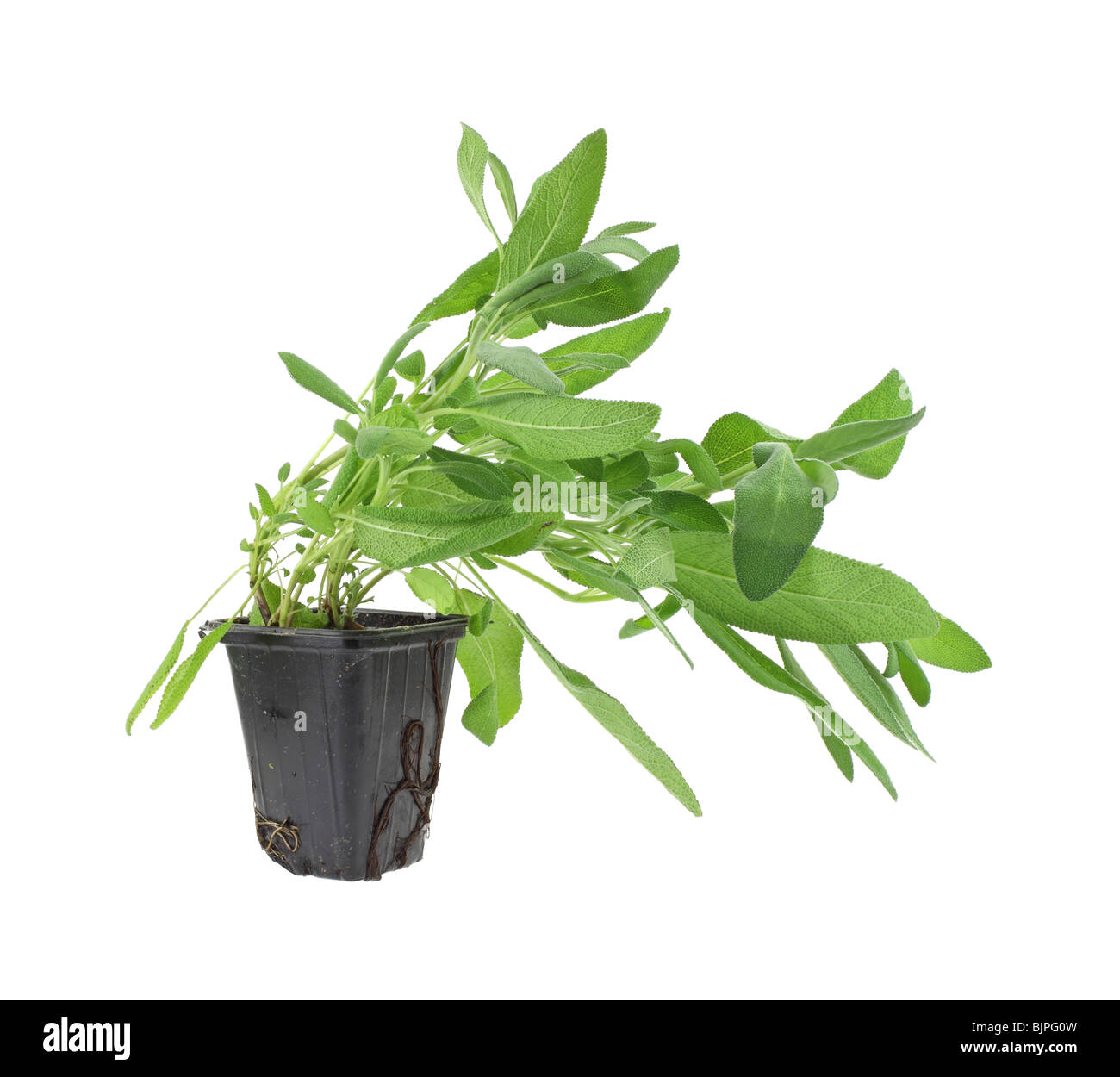 Sauge plante Banque de photographies et d’images à haute résolution - Alamy