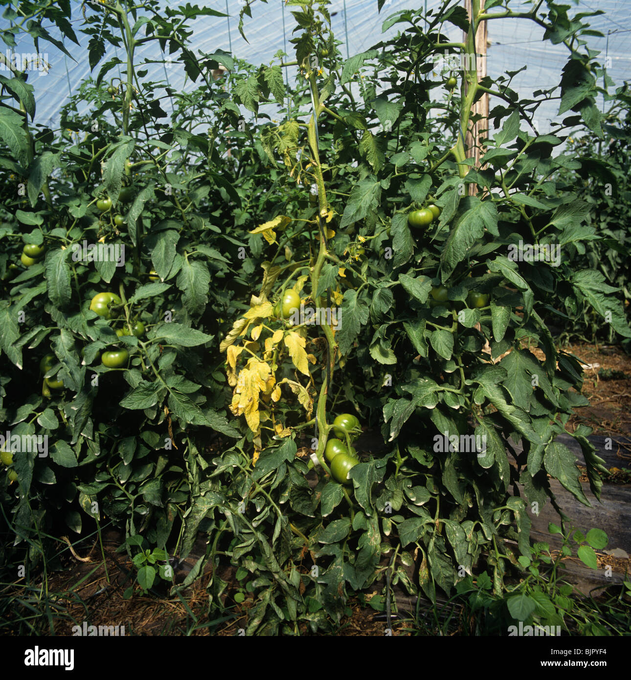 Fusarium oxysporum Banque de photographies et d’images à haute ...
