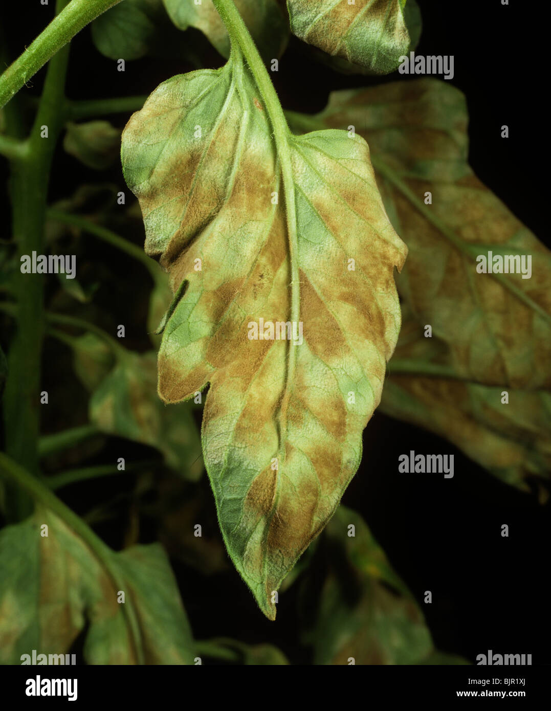 Maladie fongique feuilles de tomate Banque de photographies et d’images ...