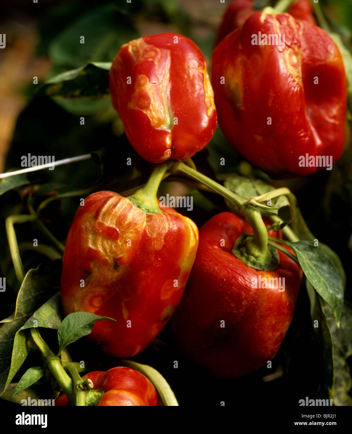 Du virus de la mosaïque du concombre (CMV) Effet sur les fruits mûrs de ...