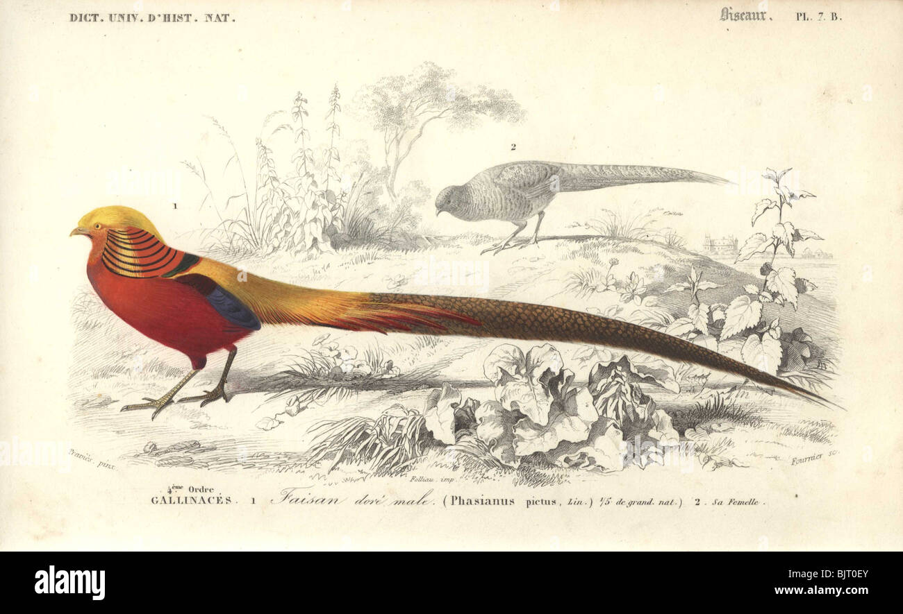 Phasianus pictus Banque de photographies et d’images à haute résolution ...