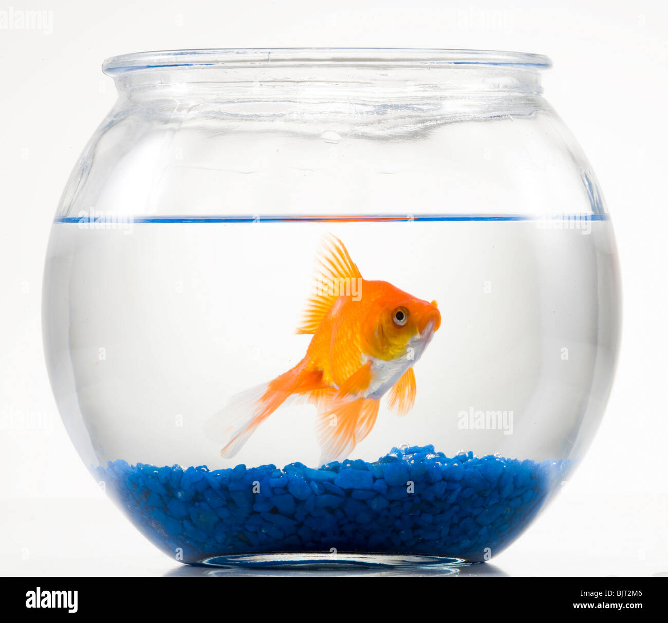 Bocal poissons rouges Banque de photographies et d’images à haute ...