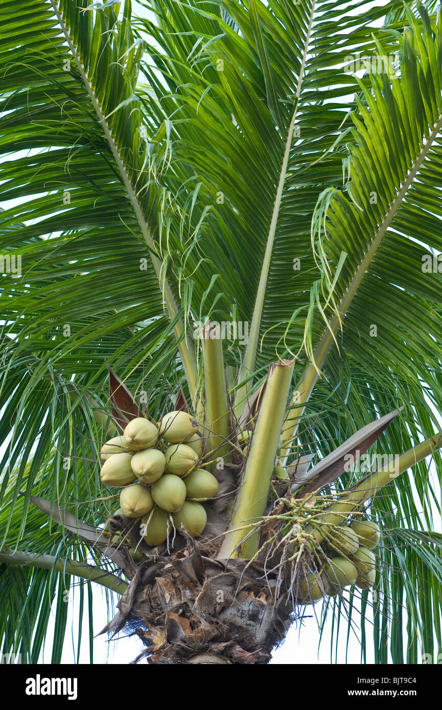 Graines de fruits de palmiers tropicaux Banque de photographies et d ...