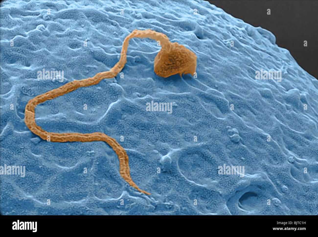Spermatozoïde microscope Banque de photographies et d’images à haute ...