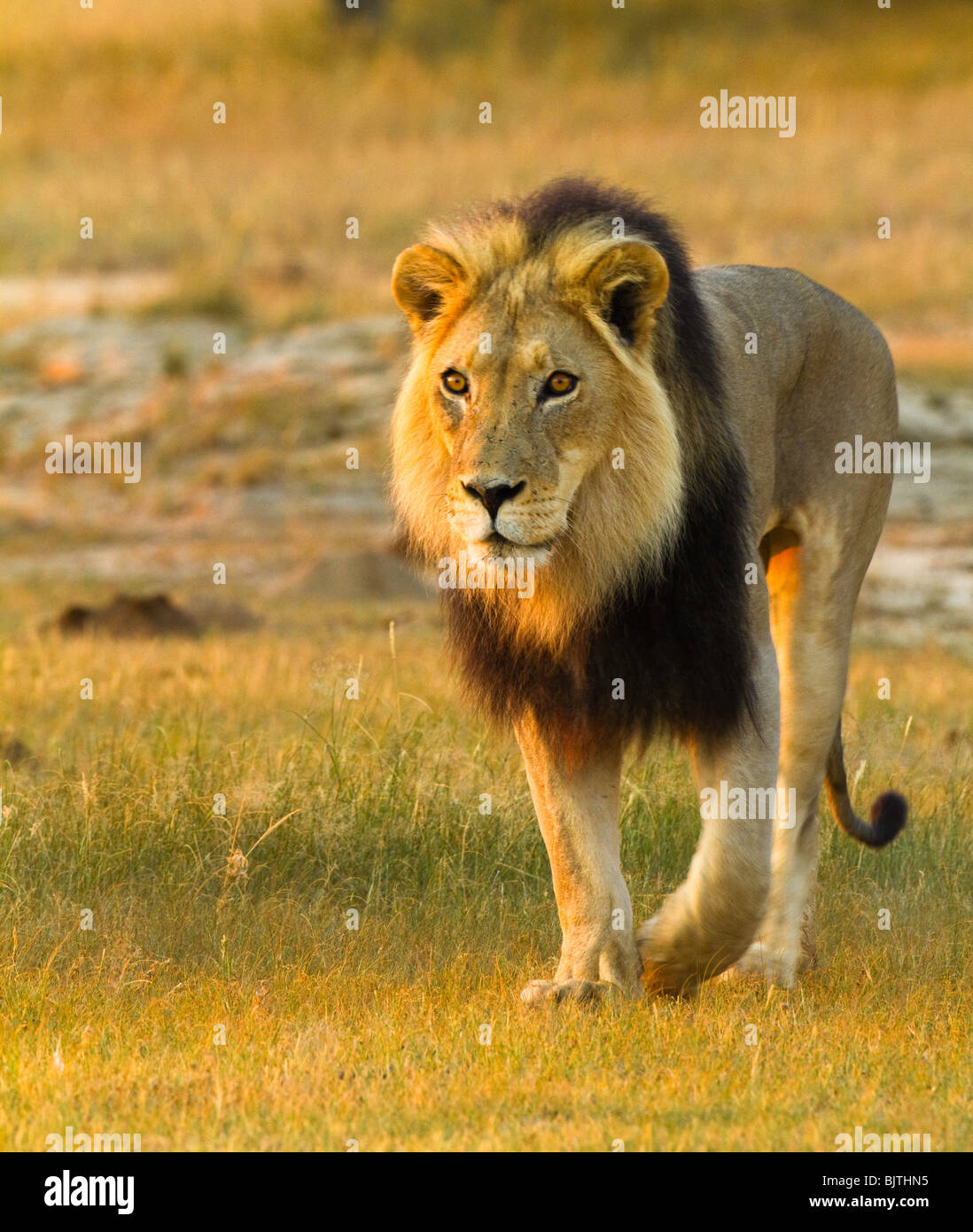 Lion Qui Marche Banque d'image et photos - Alamy