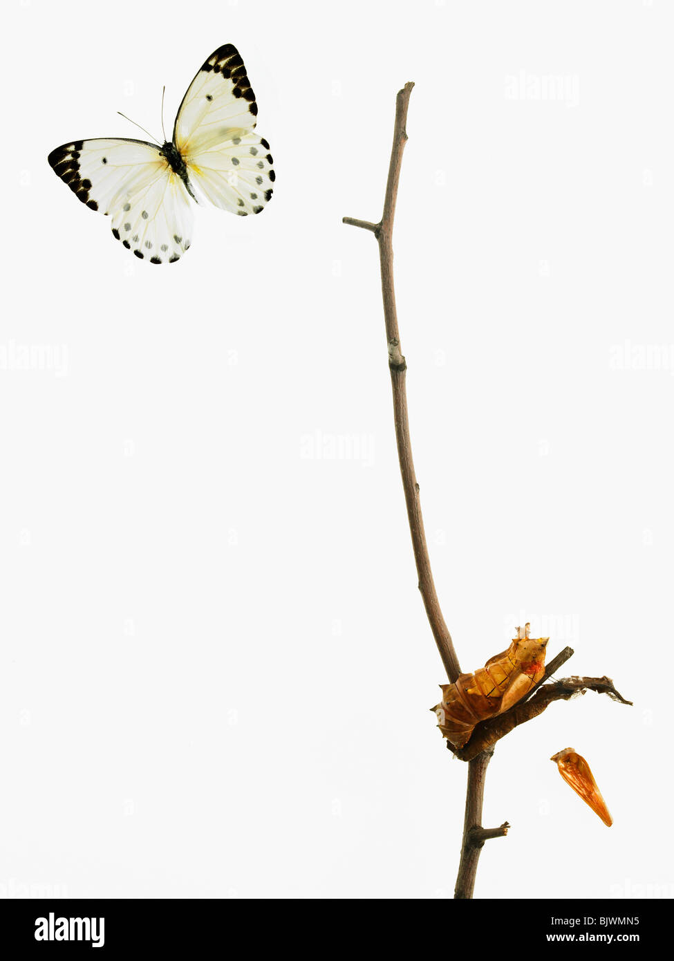 Papillon et transformation Banque de photographies et d’images à haute ...