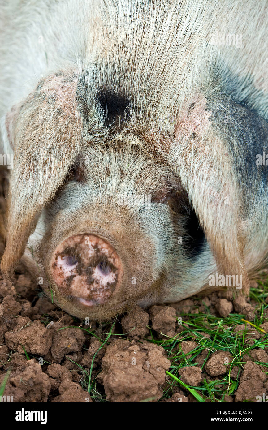 Tache blanche cochon Banque de photographies et d’images à haute ...