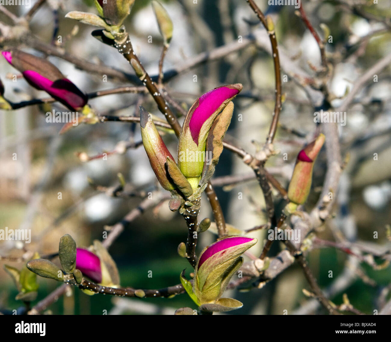 Début des boutons de fleurs Magnolia x Susan cultivar Magnoliaceae ...